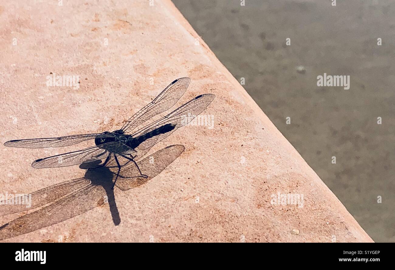 Dragonfly sitting on the floor,New Delhi,india Stock Photo - Alamy