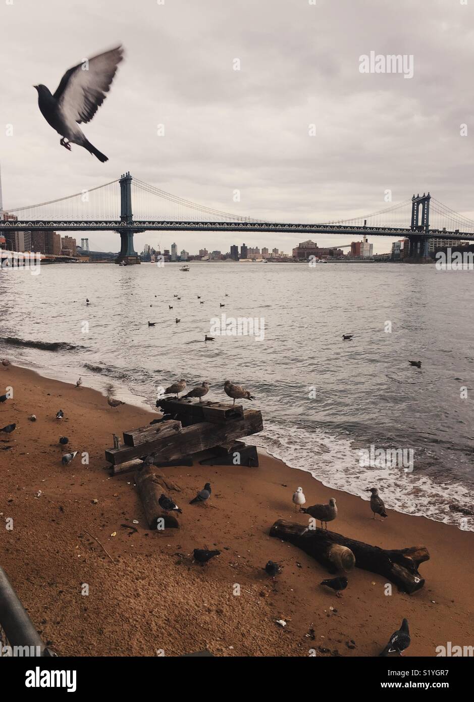 Bridge pigeon hi-res stock photography and images - Alamy