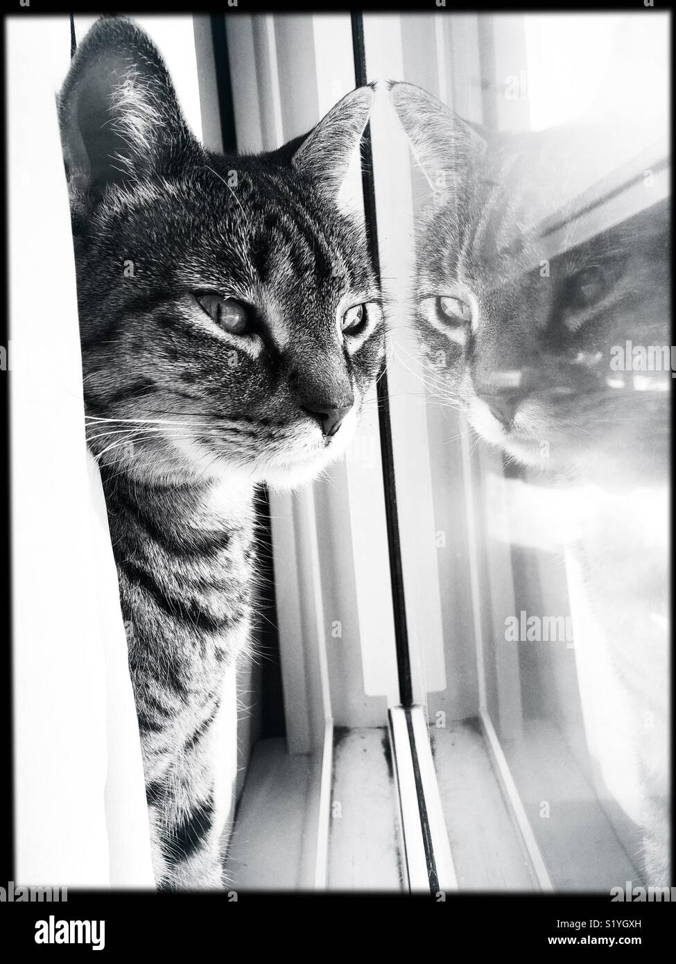Cat reflecting eyes hi-res stock photography and images - Alamy