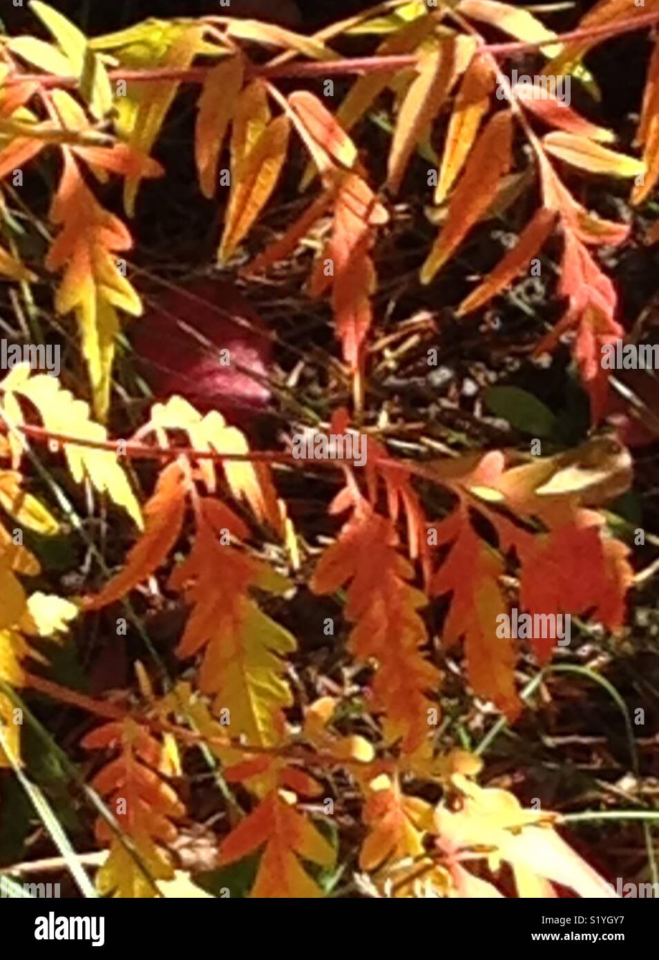 Turning colors hi-res stock photography and images - Alamy