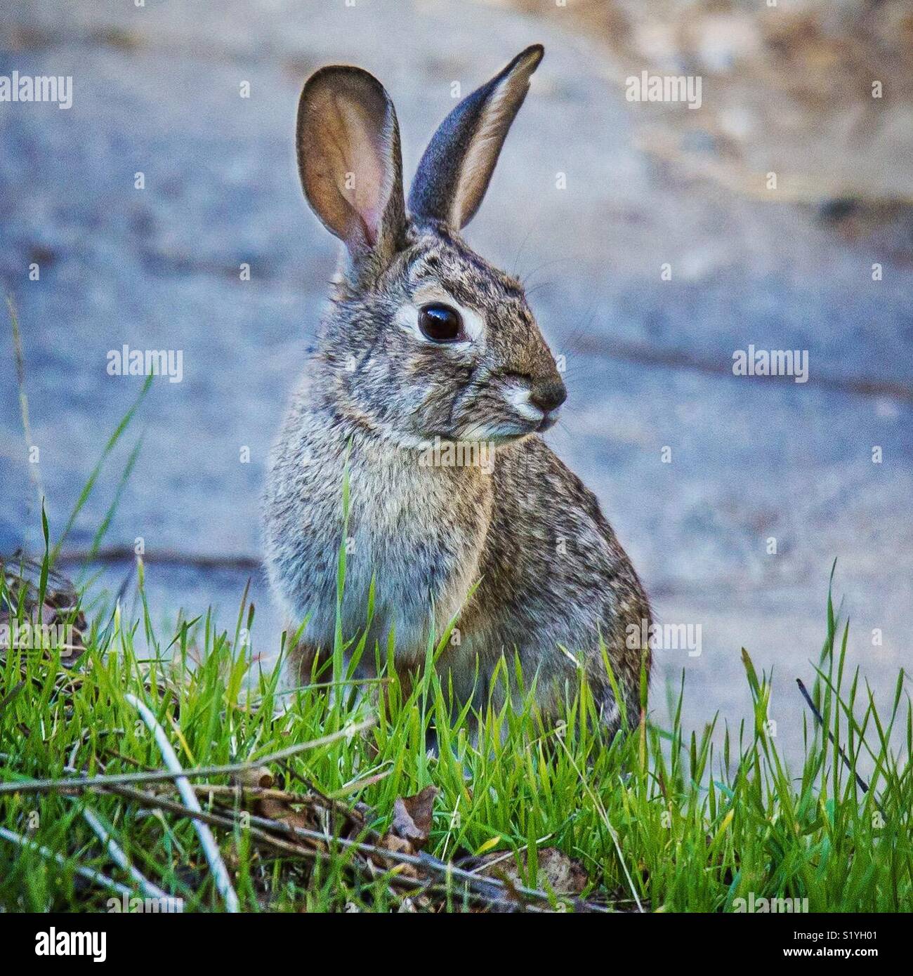 Spring hop hi-res stock photography and images - Alamy