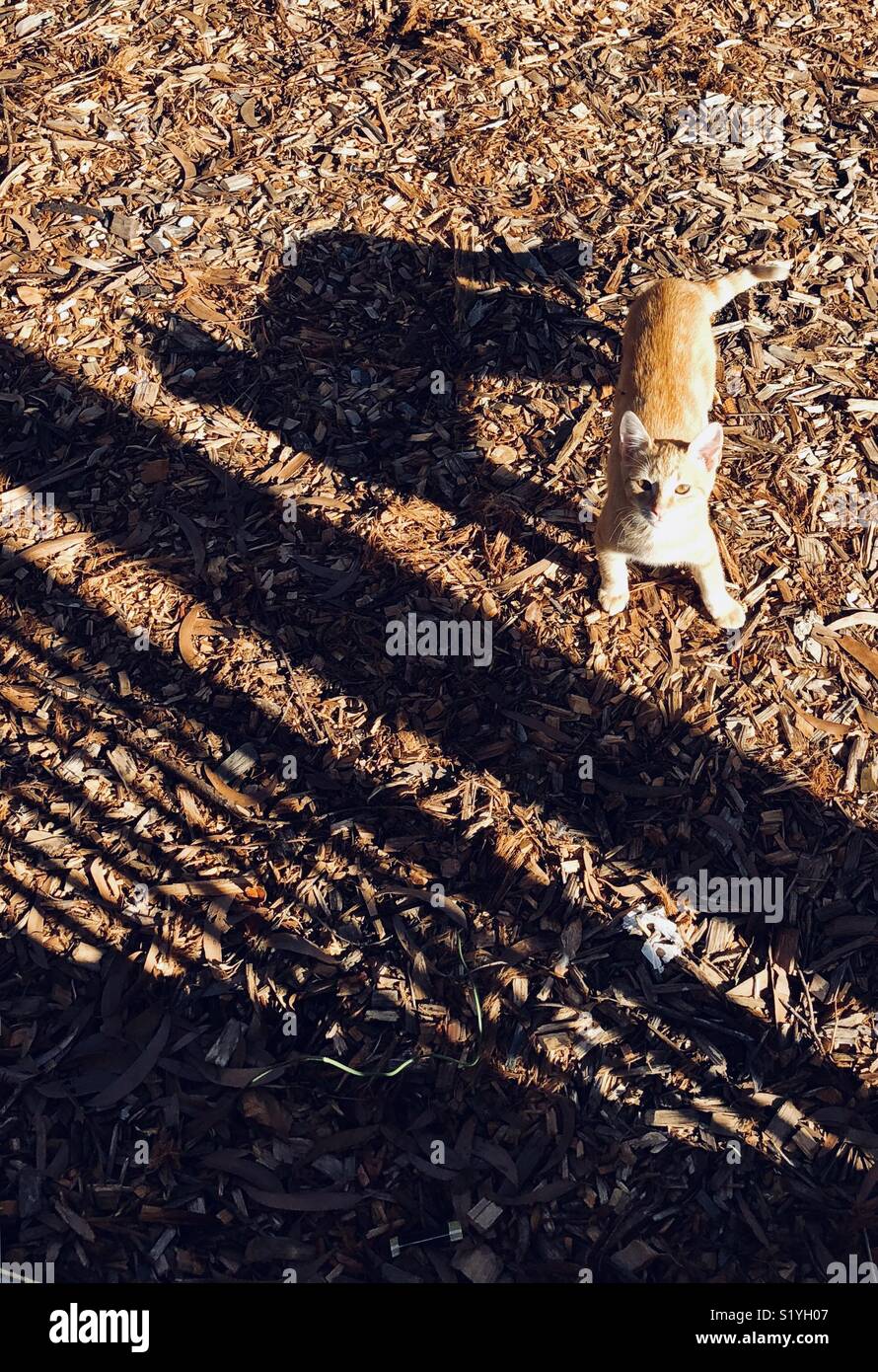 Cat and long shadow hi-res stock photography and images - Alamy