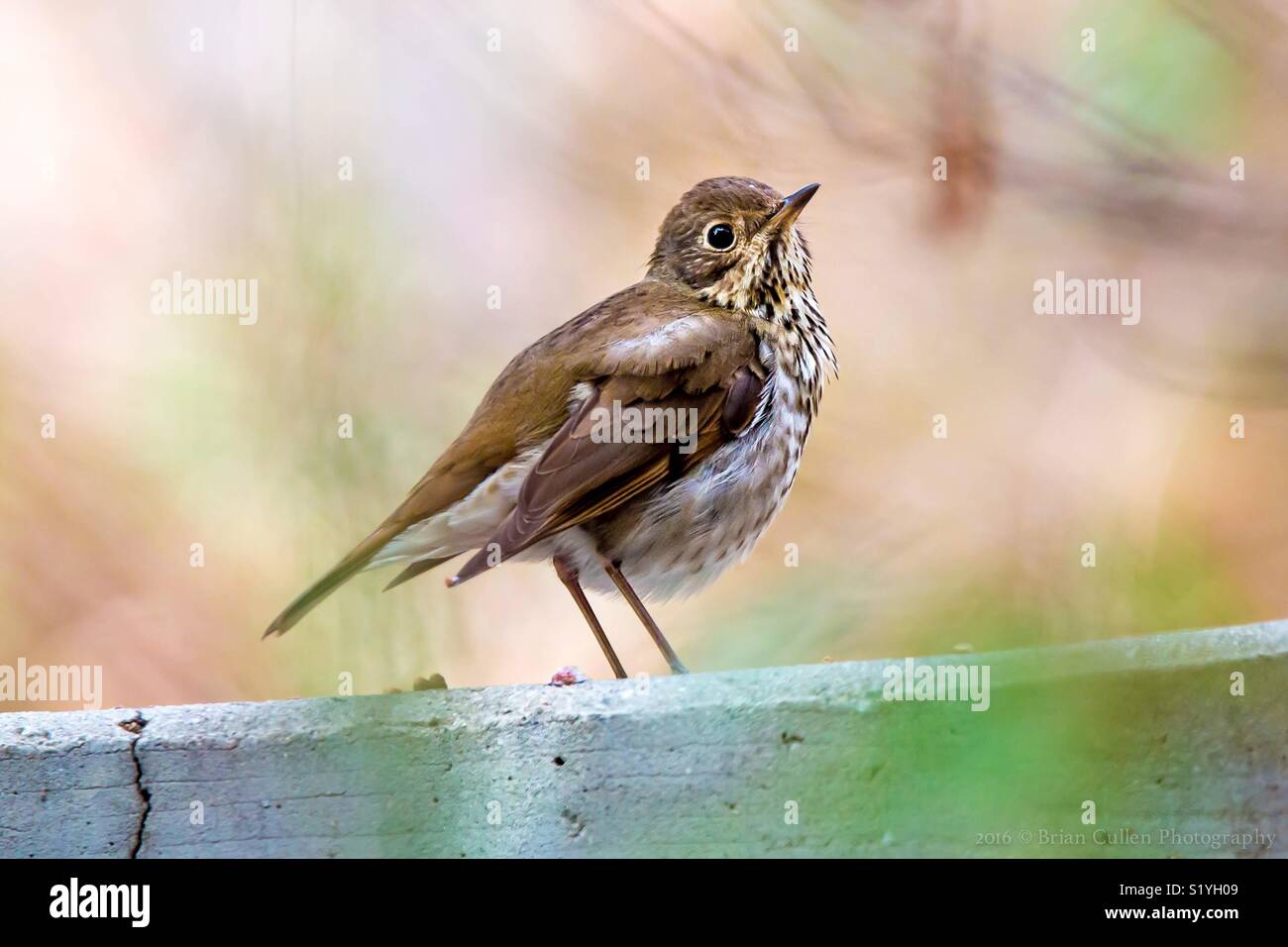 Ruffle your feathers hi-res stock photography and images - Alamy