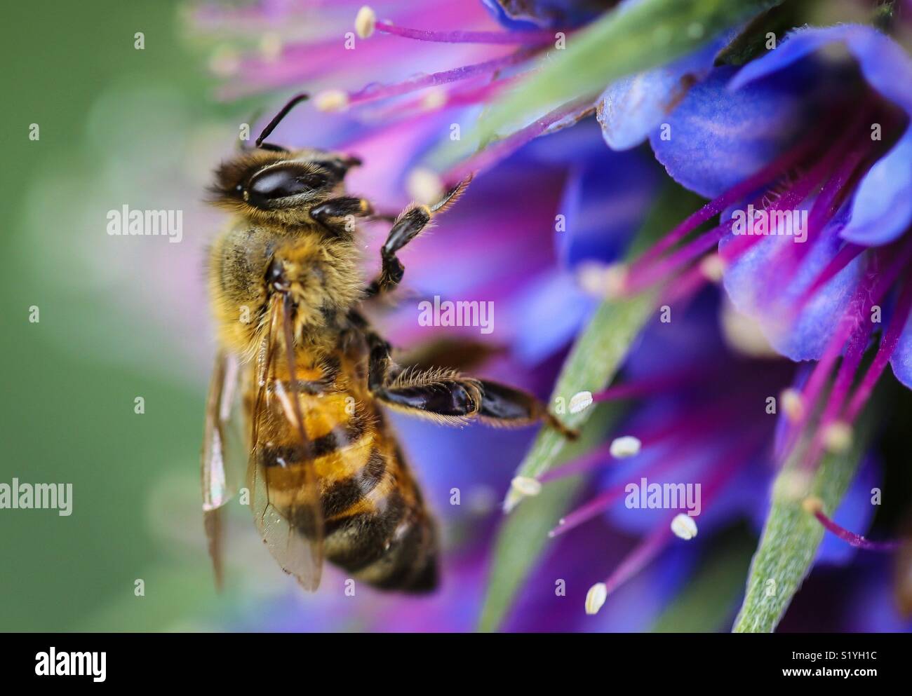 Methylamine Bee Meaning