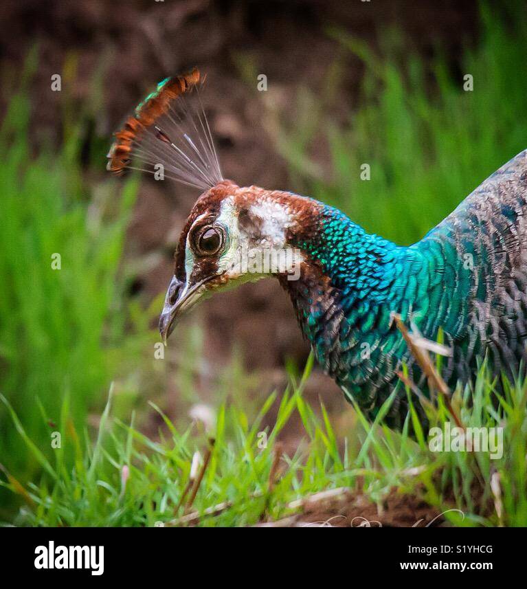 Morning peacock hi-res stock photography and images - Alamy