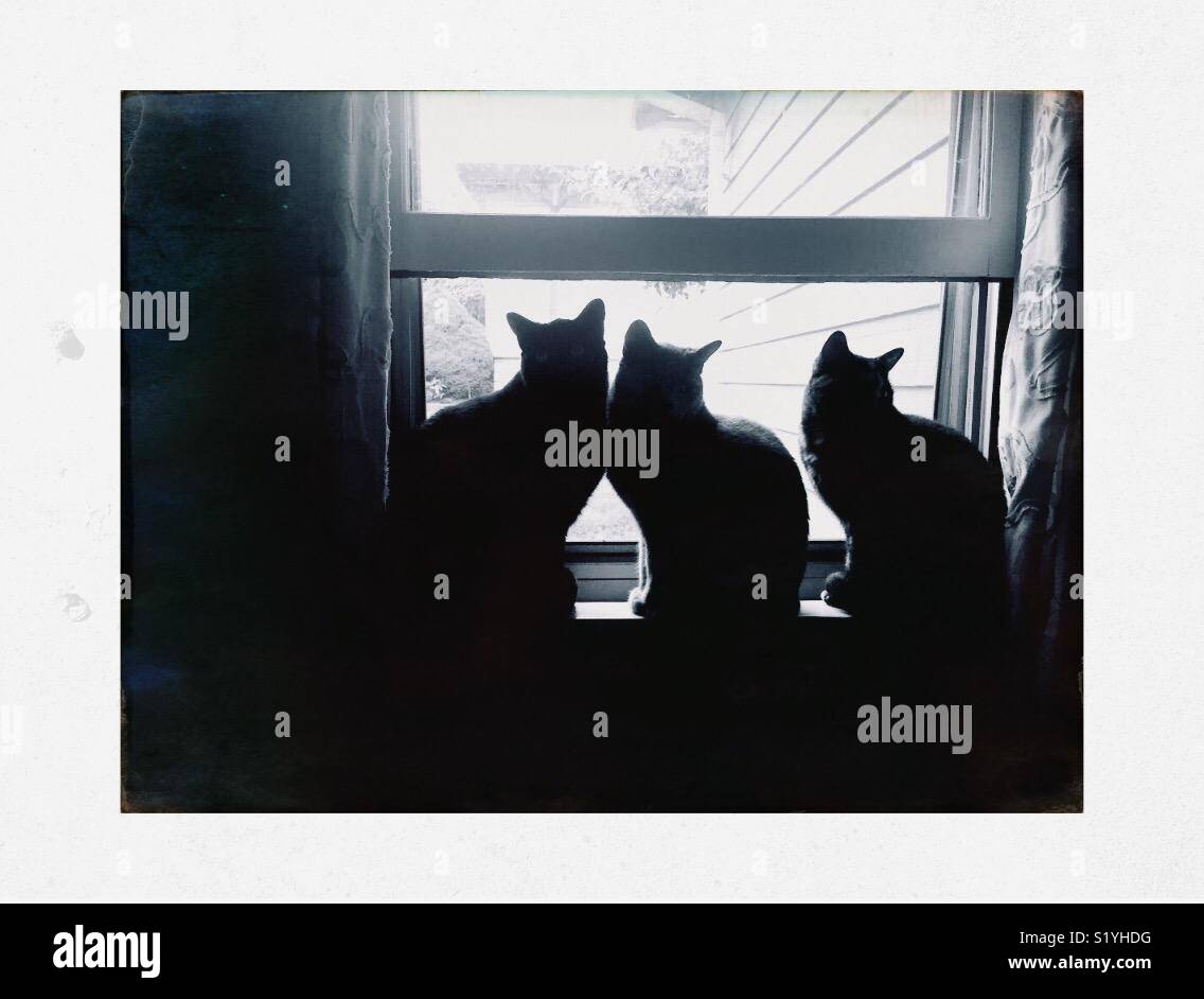 Siblings silhouette hi-res stock photography and images - Alamy