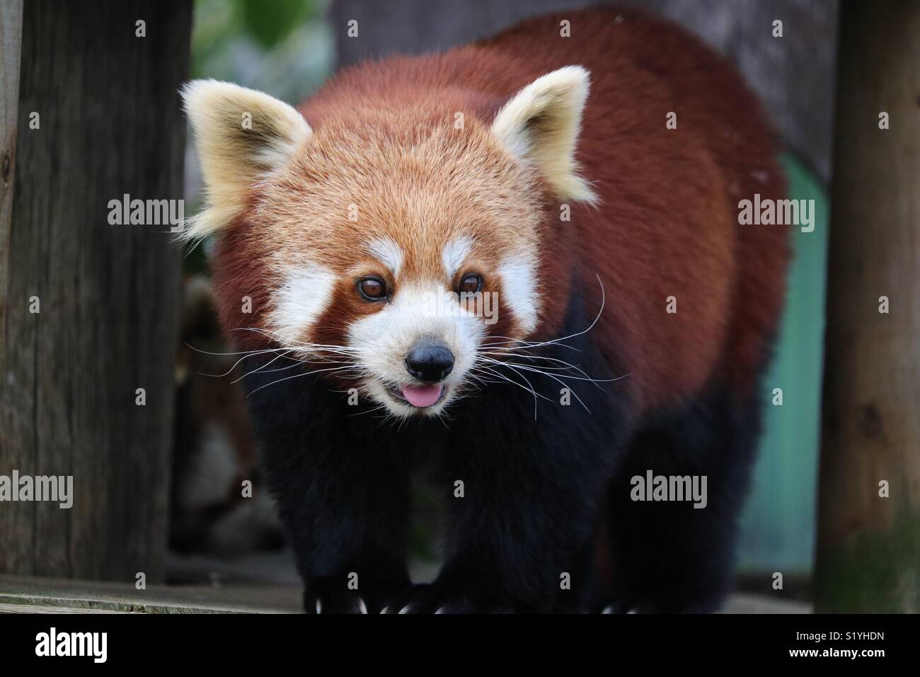 Redpanda hi-res stock photography and images - Alamy