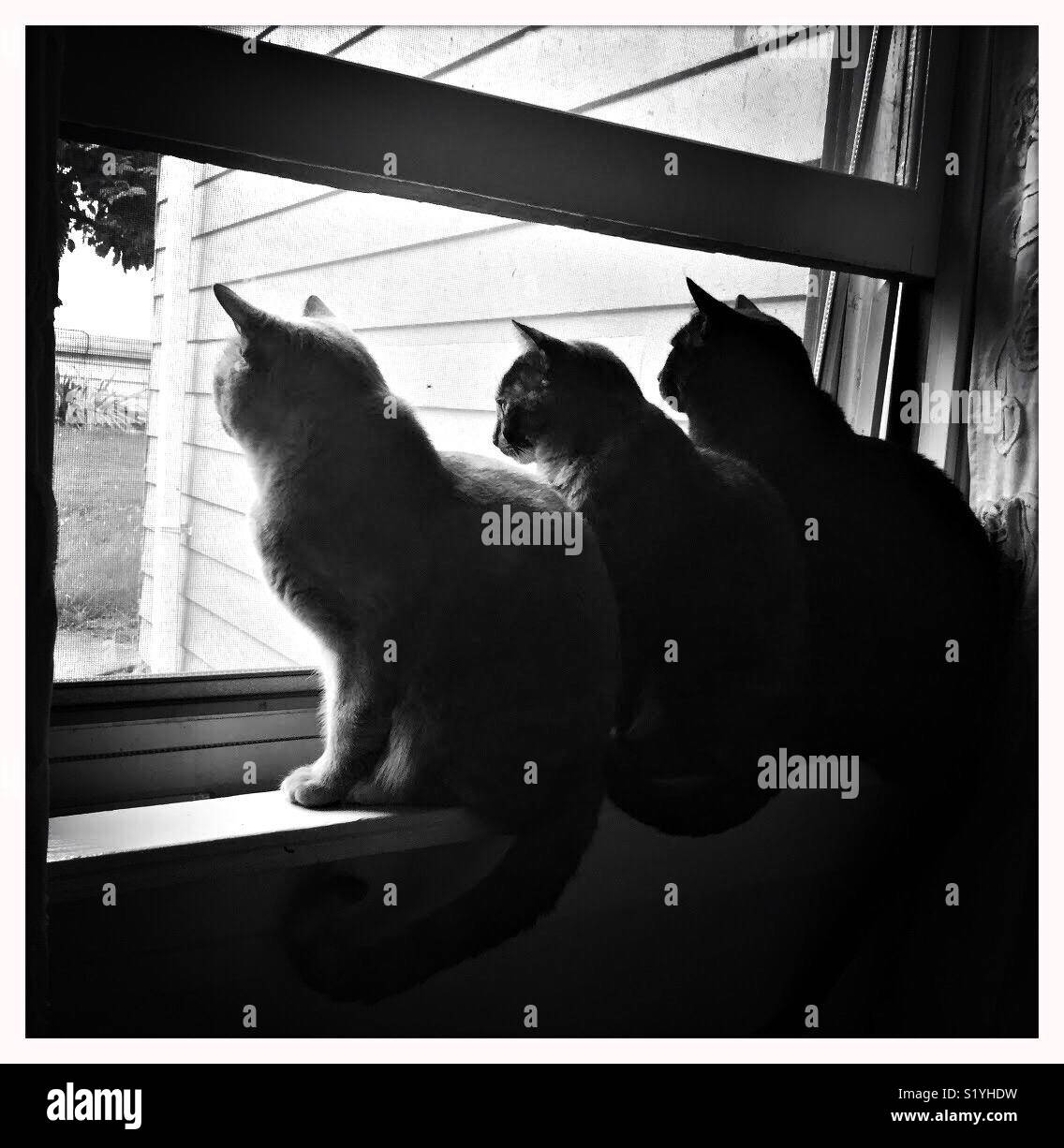 Three cats watching birds out a window Stock Photo - Alamy