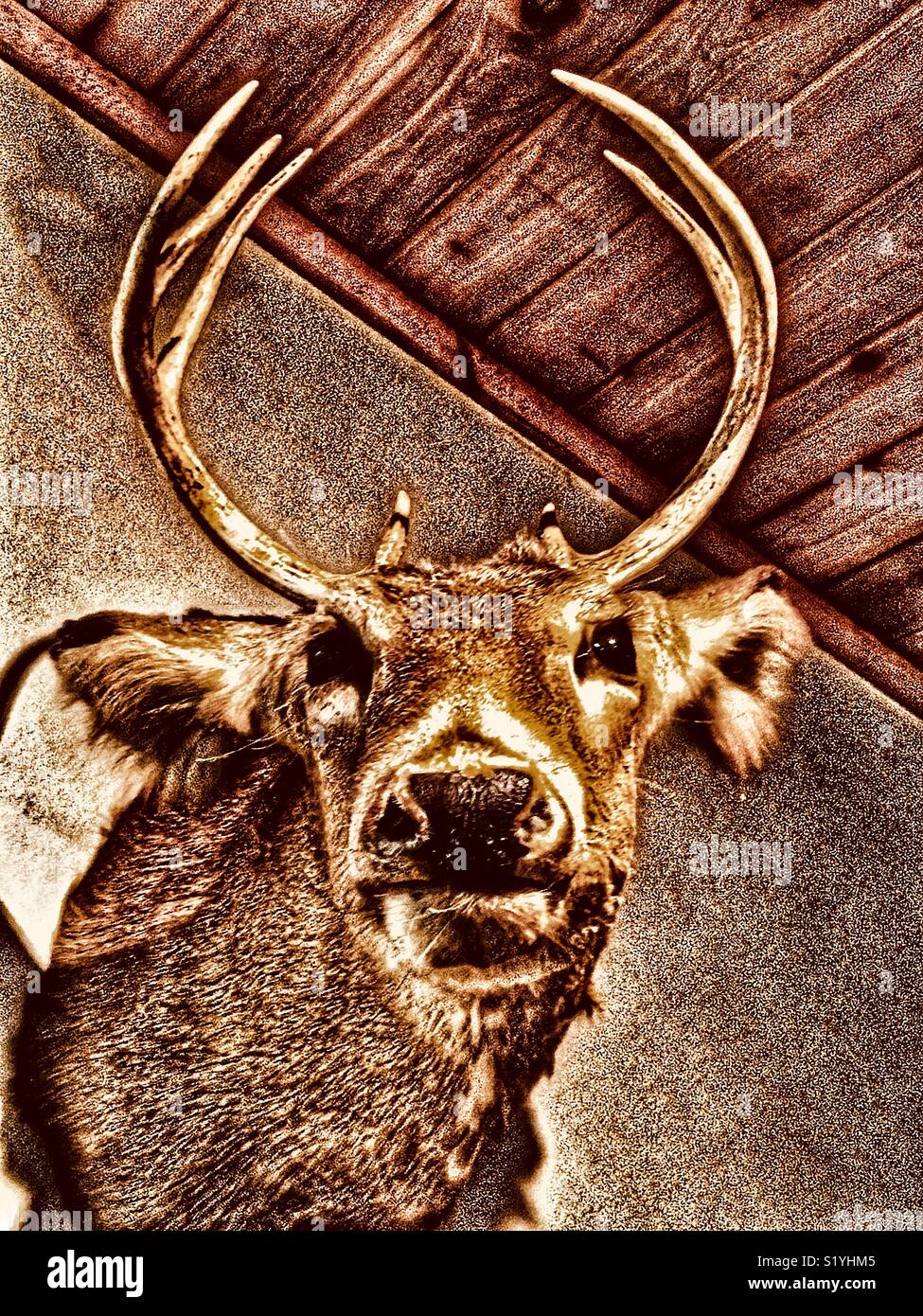 Stylized photo of taxidermied whitetail (white-tailed) deer head on a ...