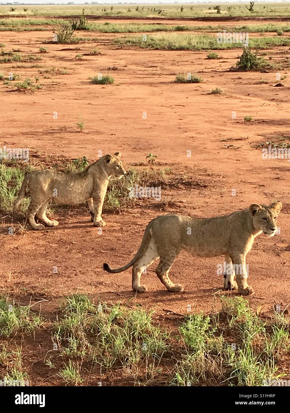 Lions kenya hunting hi-res stock photography and images - Alamy