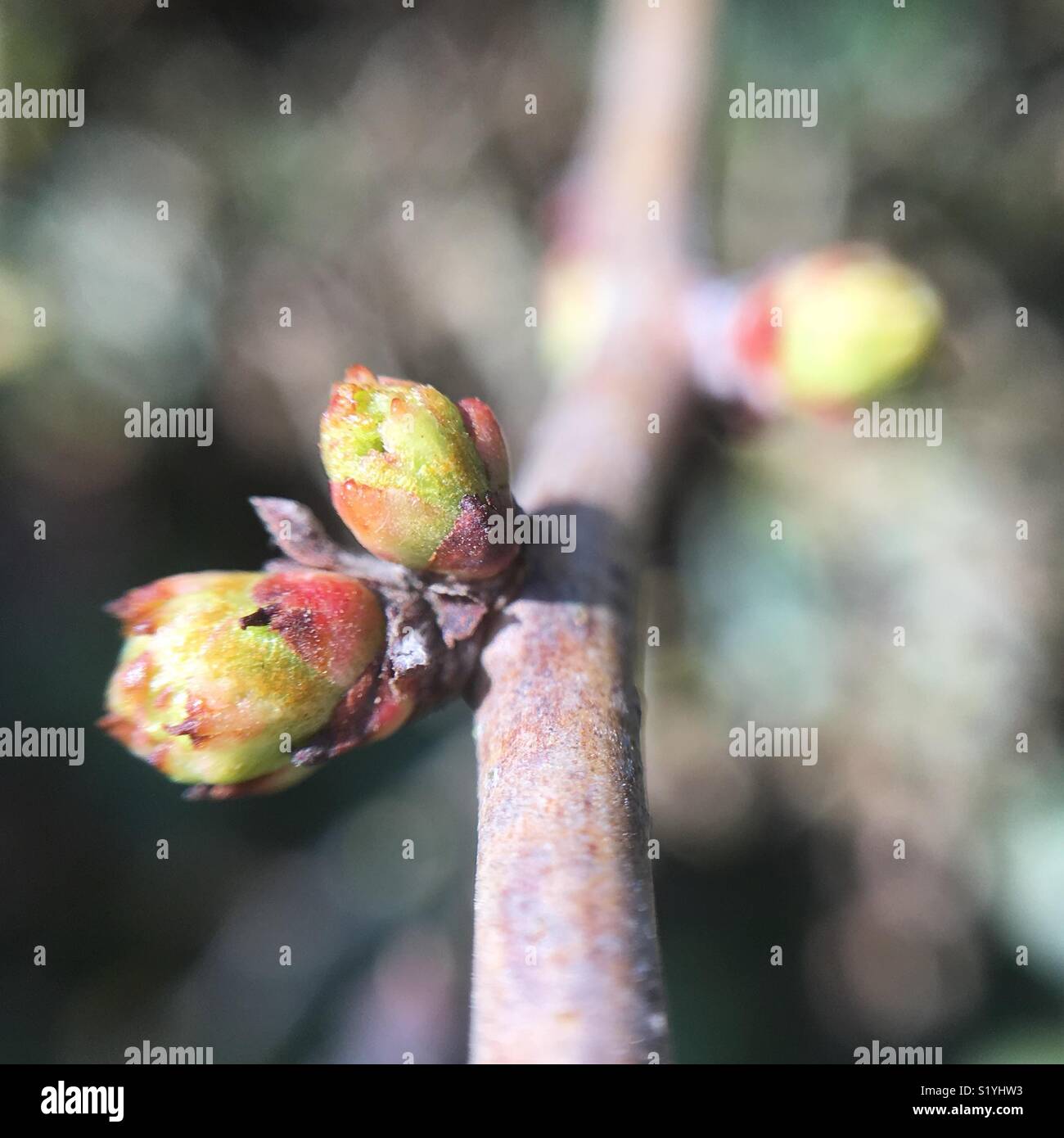 Bud burst hi-res stock photography and images - Alamy