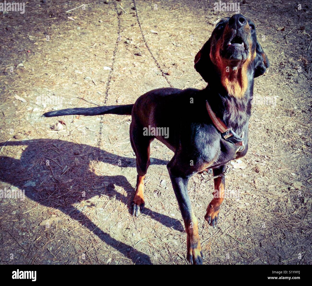 Black hound howling hi-res stock photography and images - Alamy