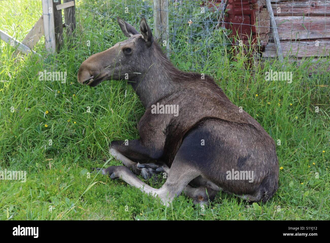 Moose animals hi-res stock photography and images - Alamy