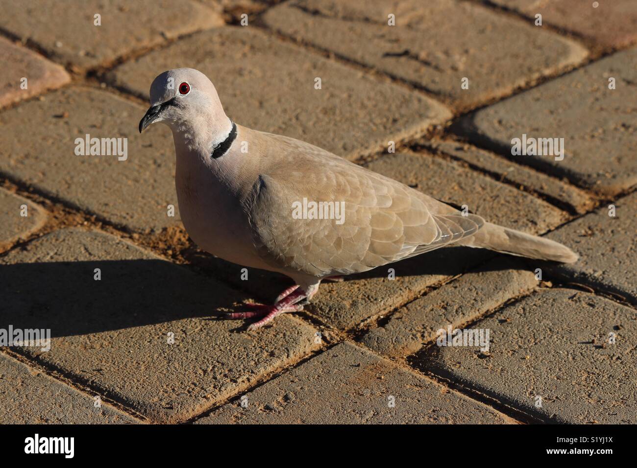 Dove sunset hi-res stock photography and images - Alamy