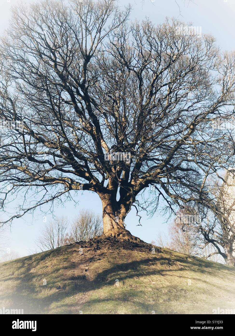 Tree for life scotland hi-res stock photography and images - Alamy