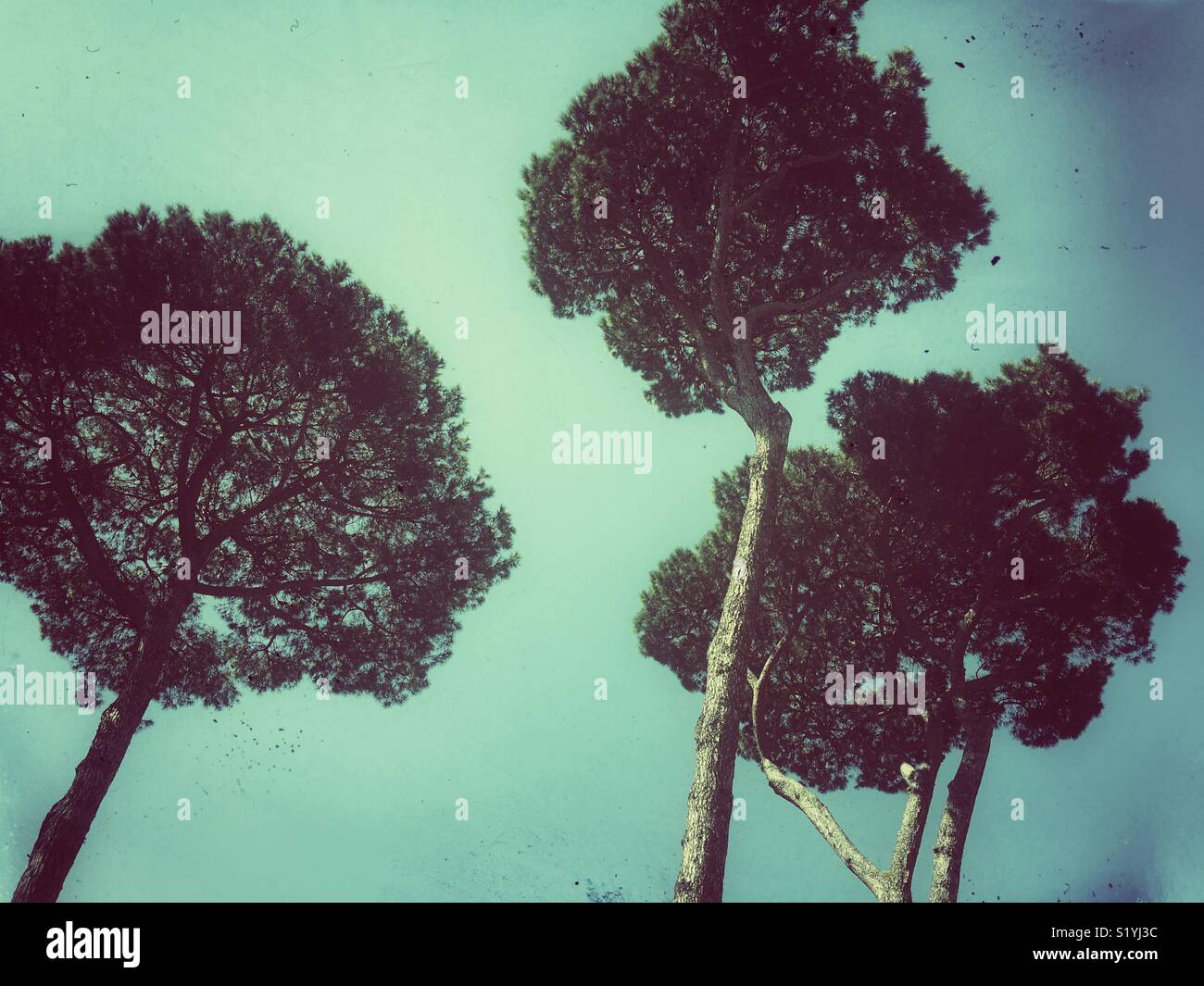 Three tall trees hi-res stock photography and images - Alamy