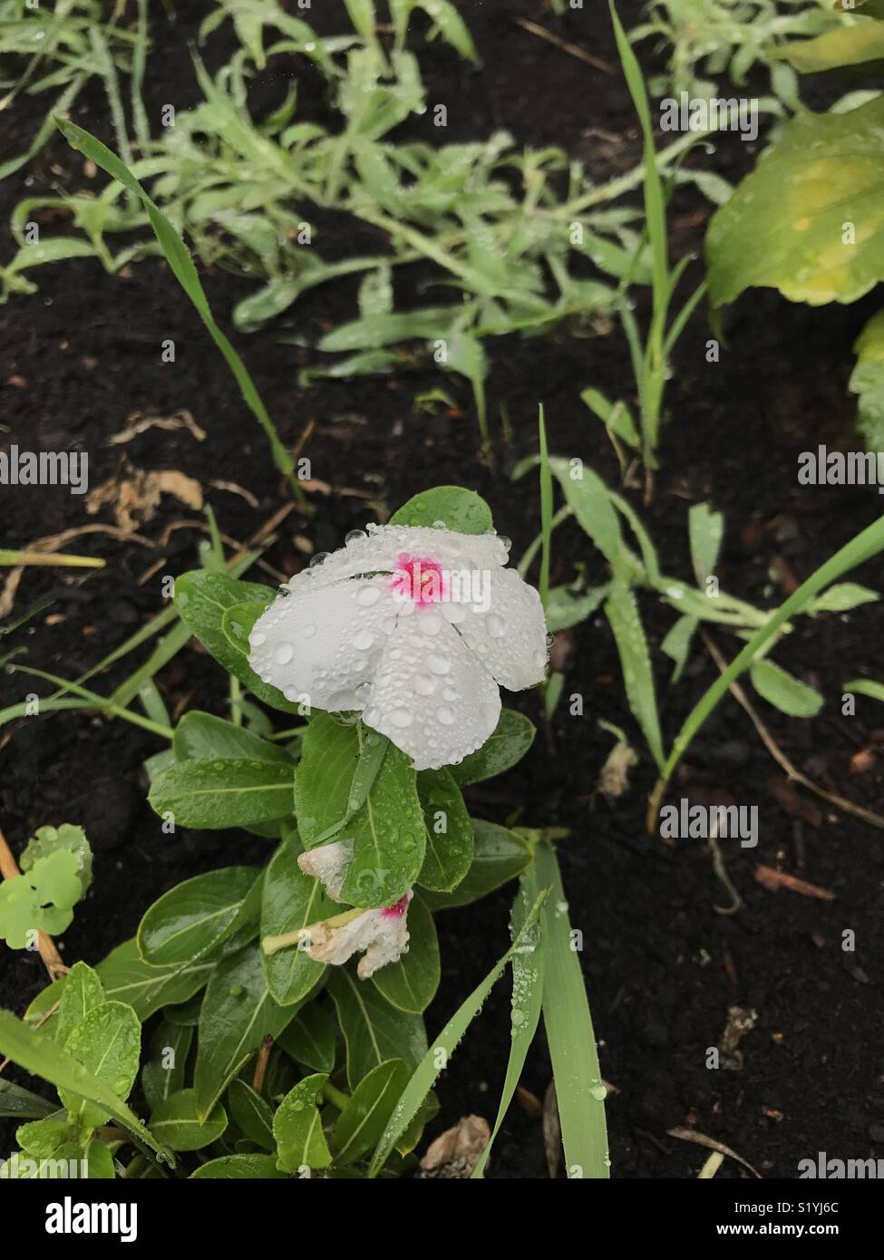 Watered flower hi-res stock photography and images - Alamy