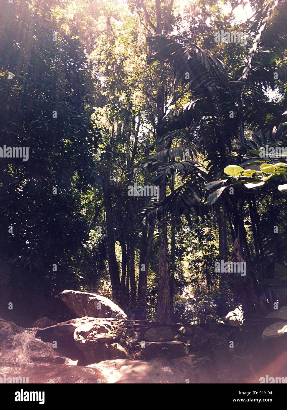 Tropical rainforest in Caracas Venezuela Stock Photo - Alamy