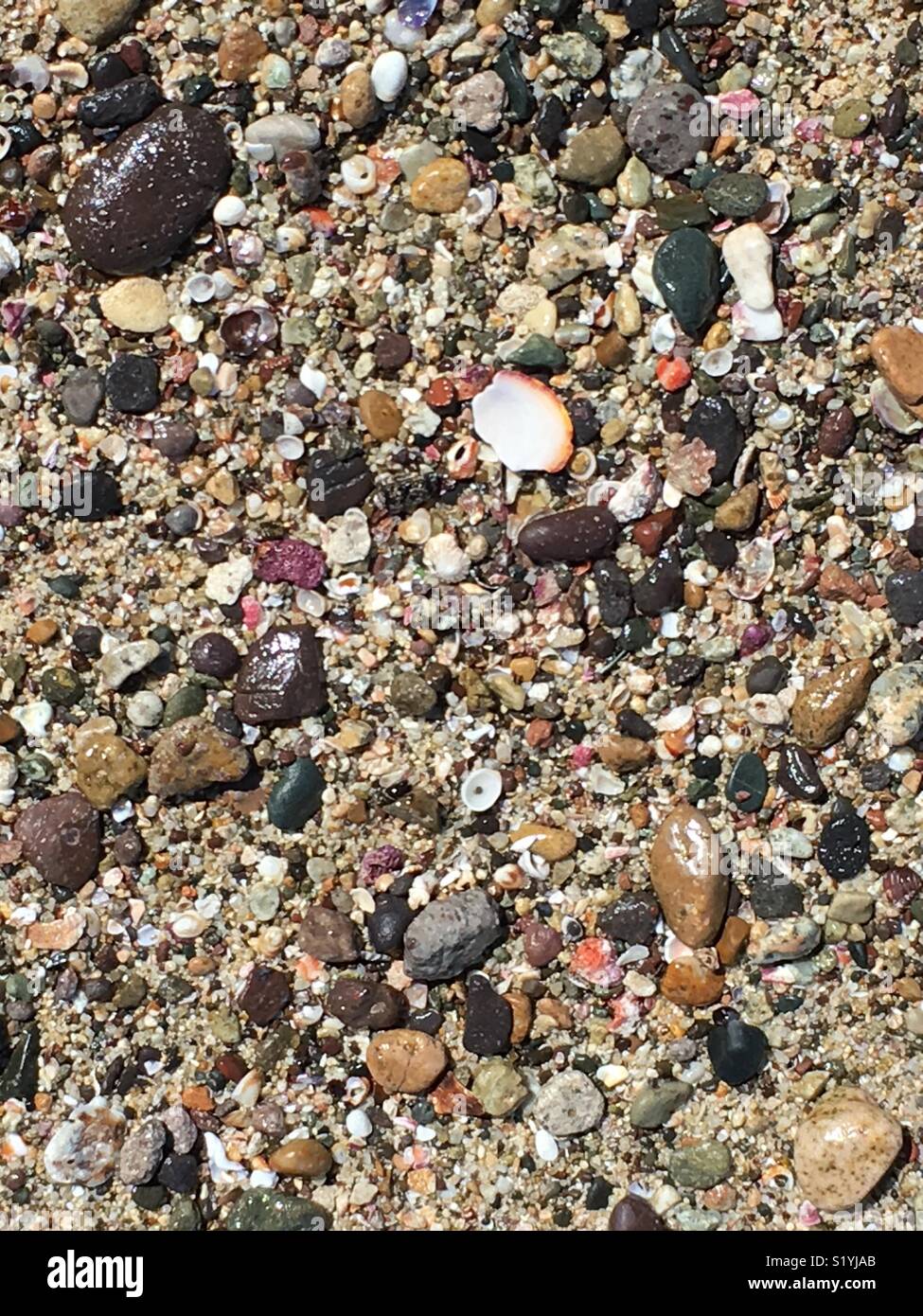Beach pebbles rocks shells hi-res stock photography and images - Alamy