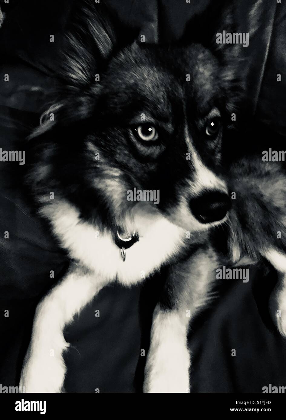 Ginger the Pomsky Stock Photo - Alamy