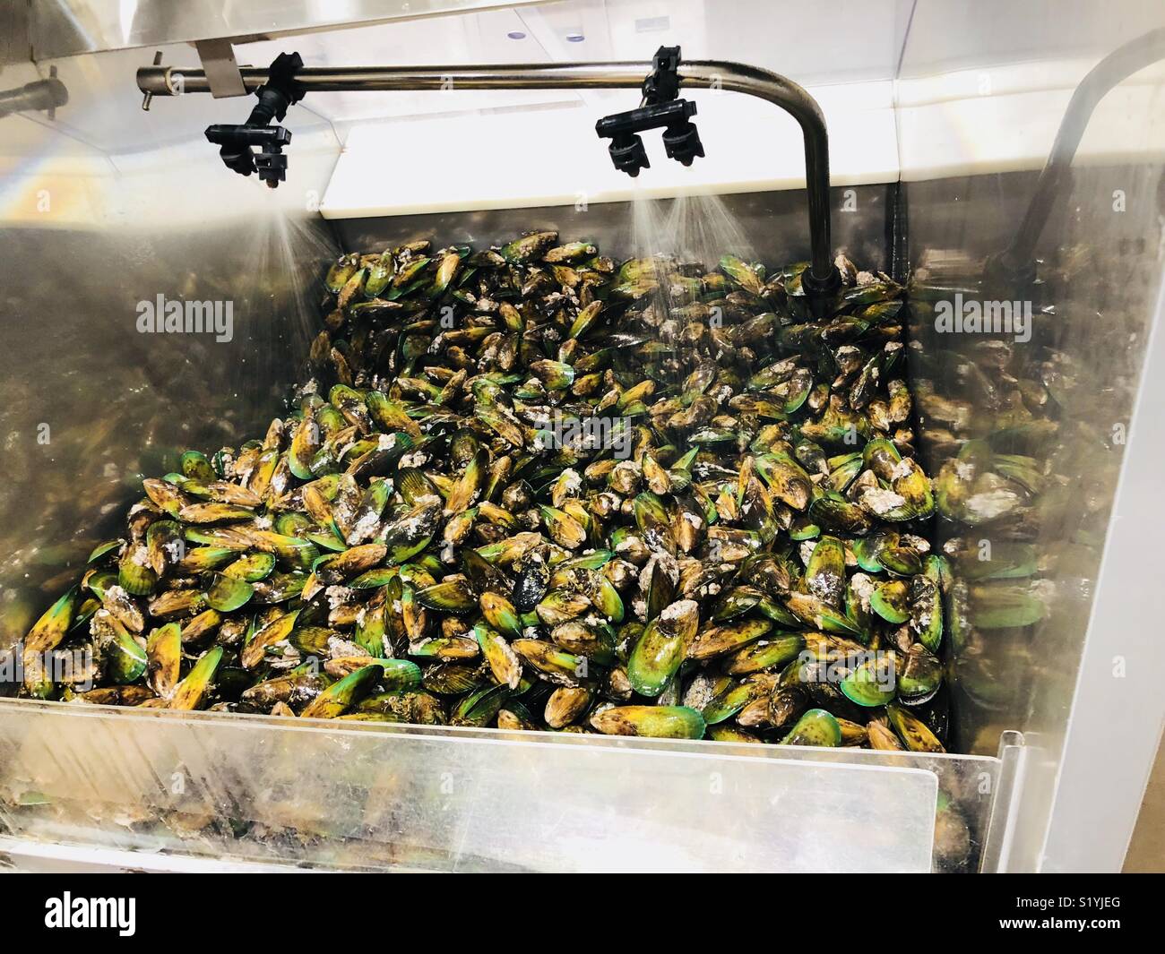 Green mussels new zealand hi-res stock photography and images - Alamy