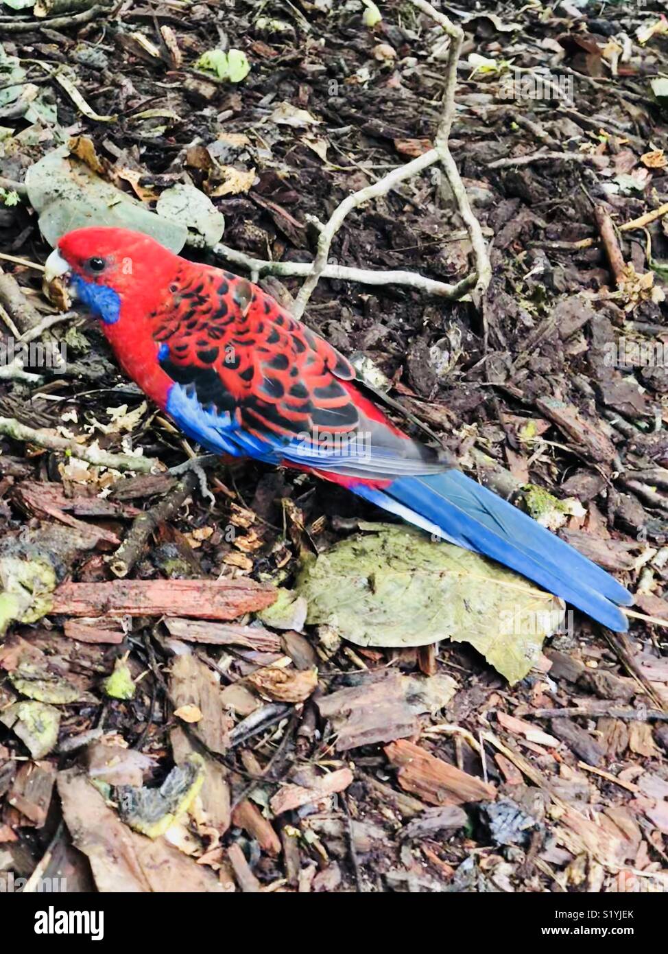 Rosella bird hi-res stock photography and images - Alamy