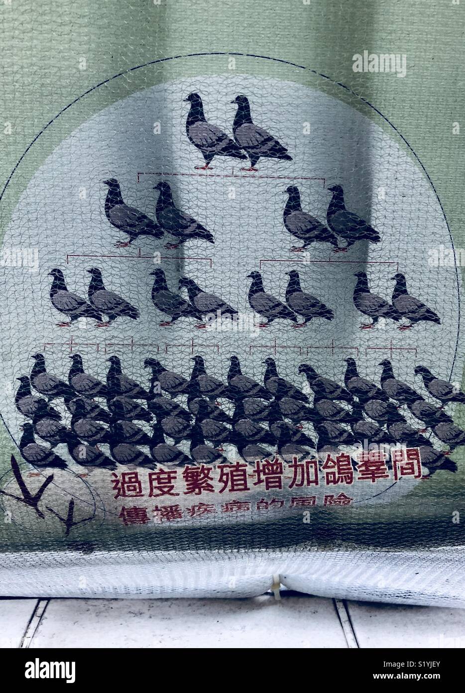 Pigeon population hi-res stock photography and images - Alamy