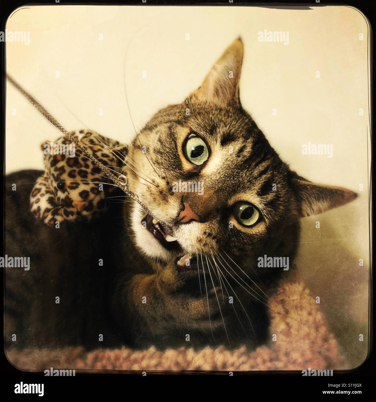 Silver bengal cat hi-res stock photography and images - Alamy