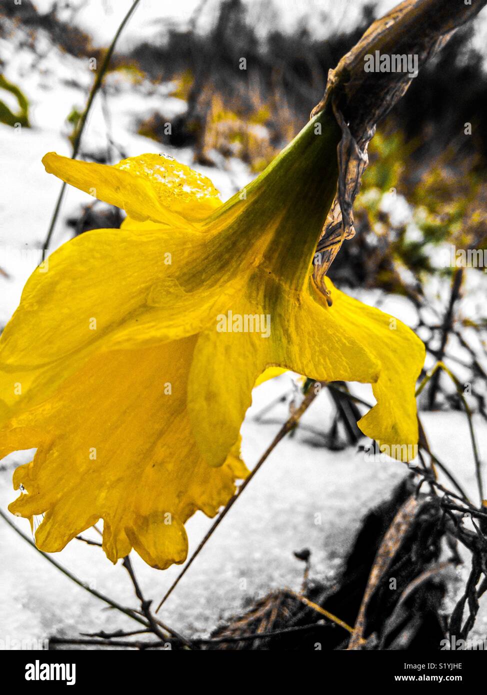 Snow with drooping daffodil Stock Photo - Alamy