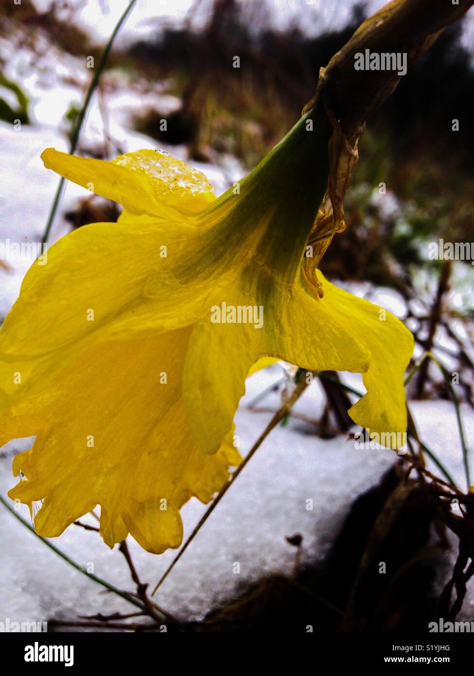 Drooping daffodil and spring snow Stock Photo - Alamy