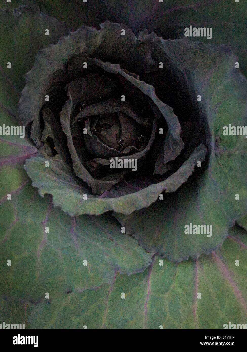 Red cabbage growing Stock Photo - Alamy