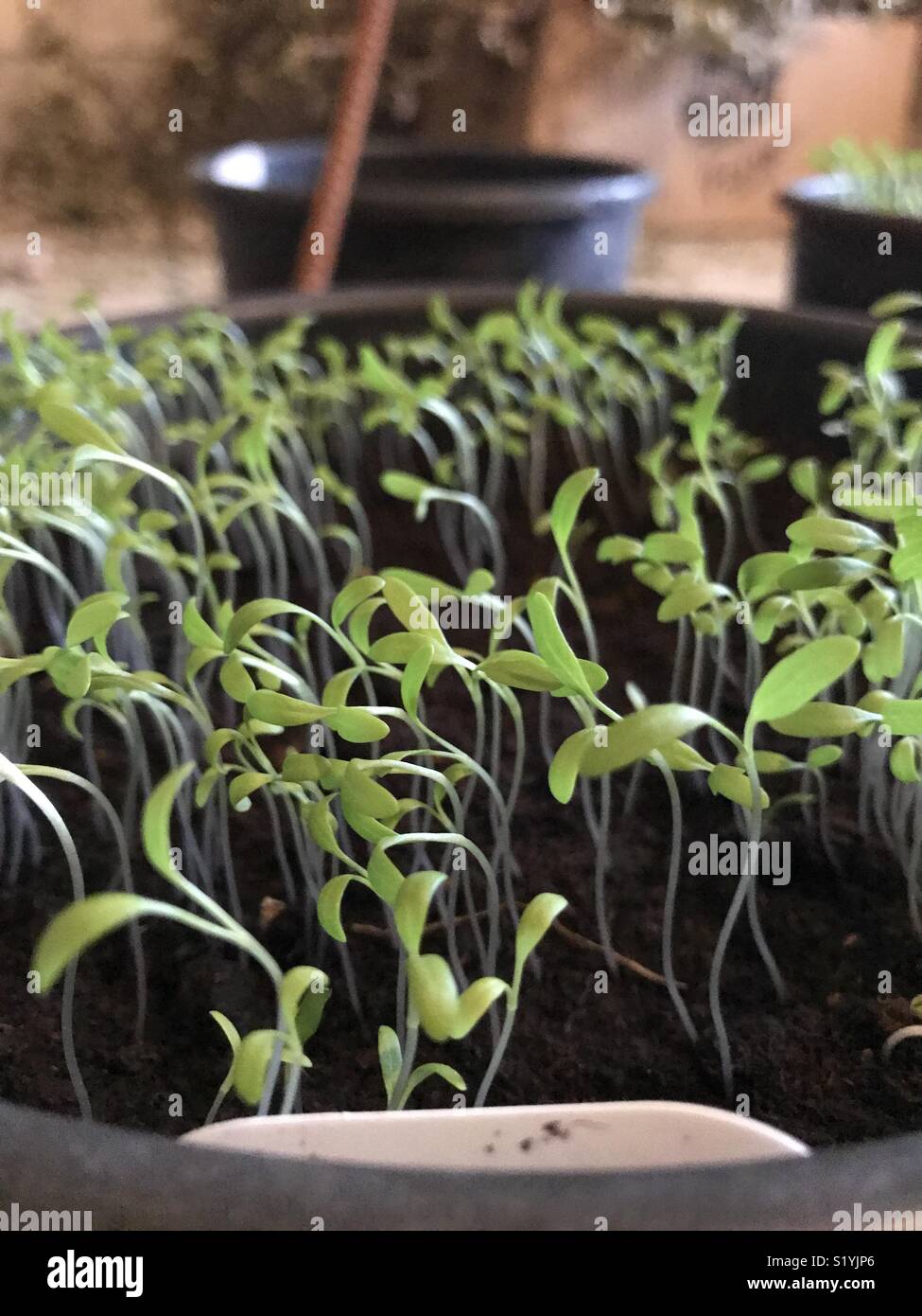 Herbs sprouts hi-res stock photography and images - Alamy