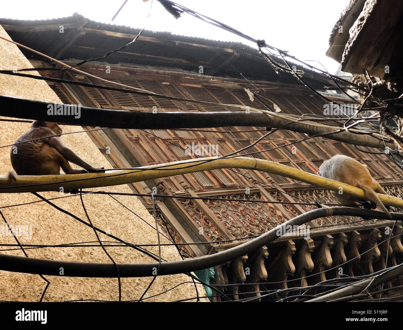 Monkey building hi-res stock photography and images - Alamy