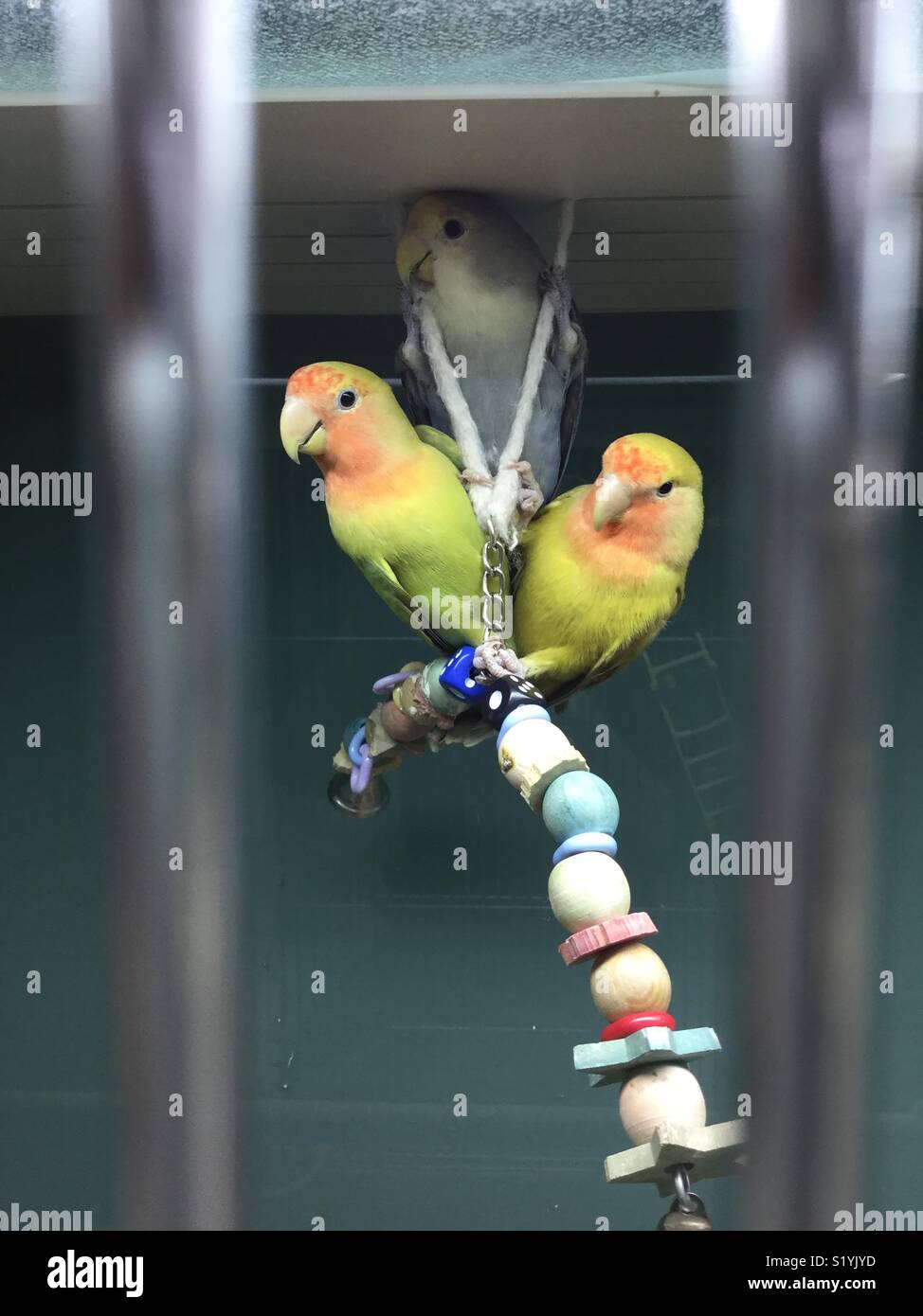 Love_birds hi-res stock photography and images - Alamy