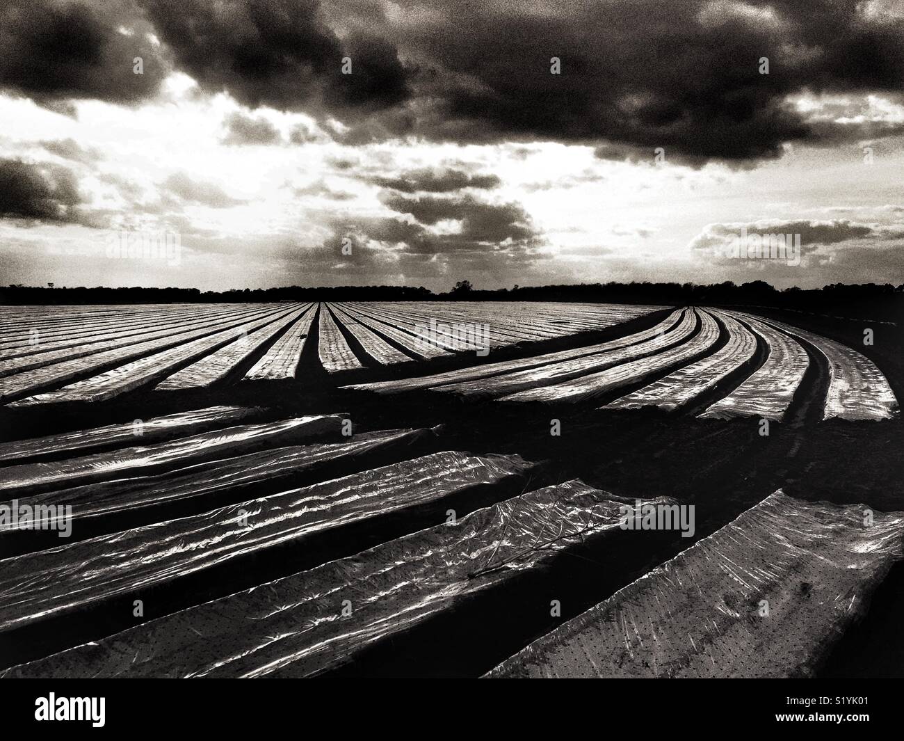 Plastic fleece covering carrot crop, Shottisham, Suffolk, UK Stock ...