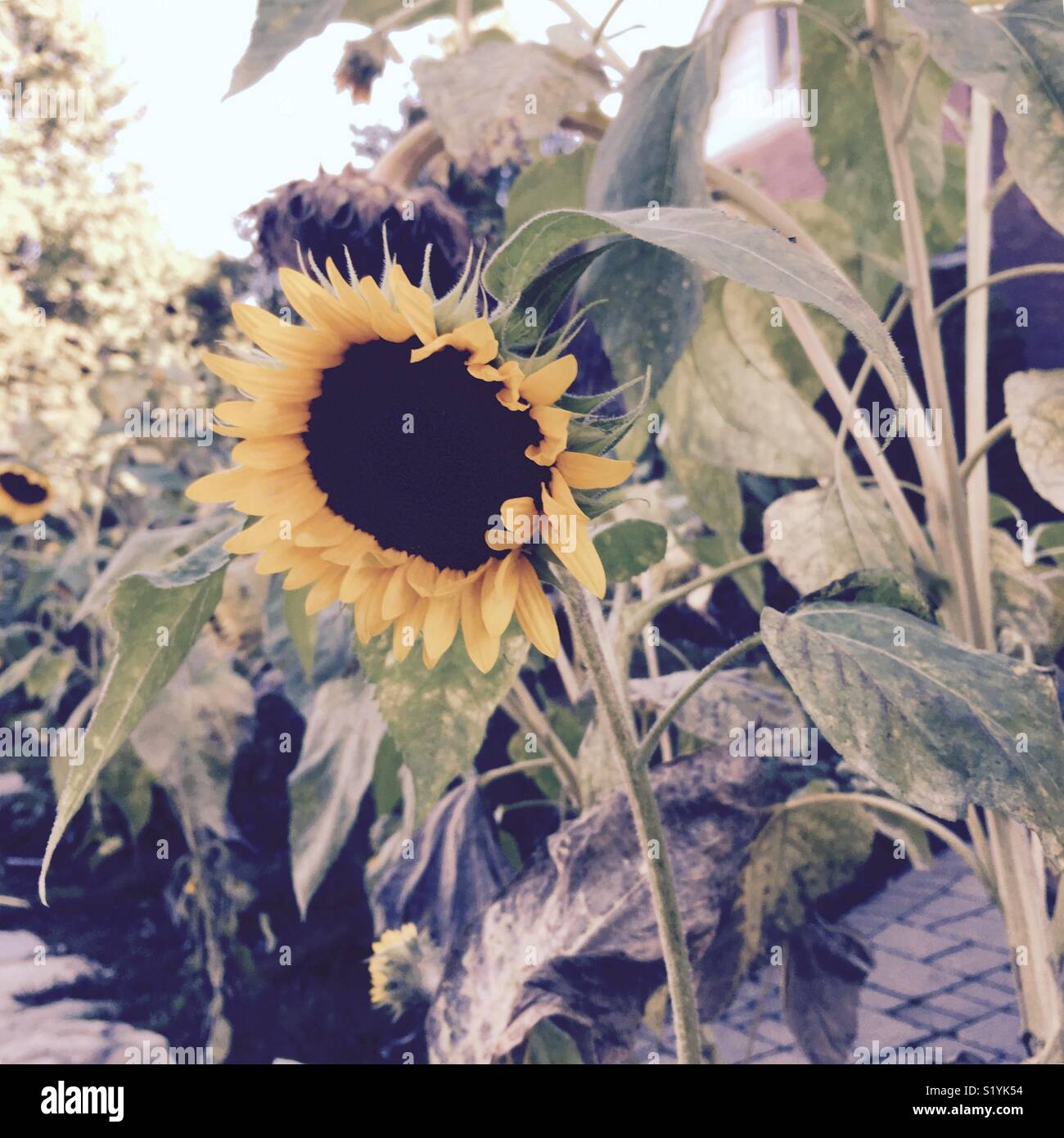 Sunflower of late summer Stock Photo - Alamy
