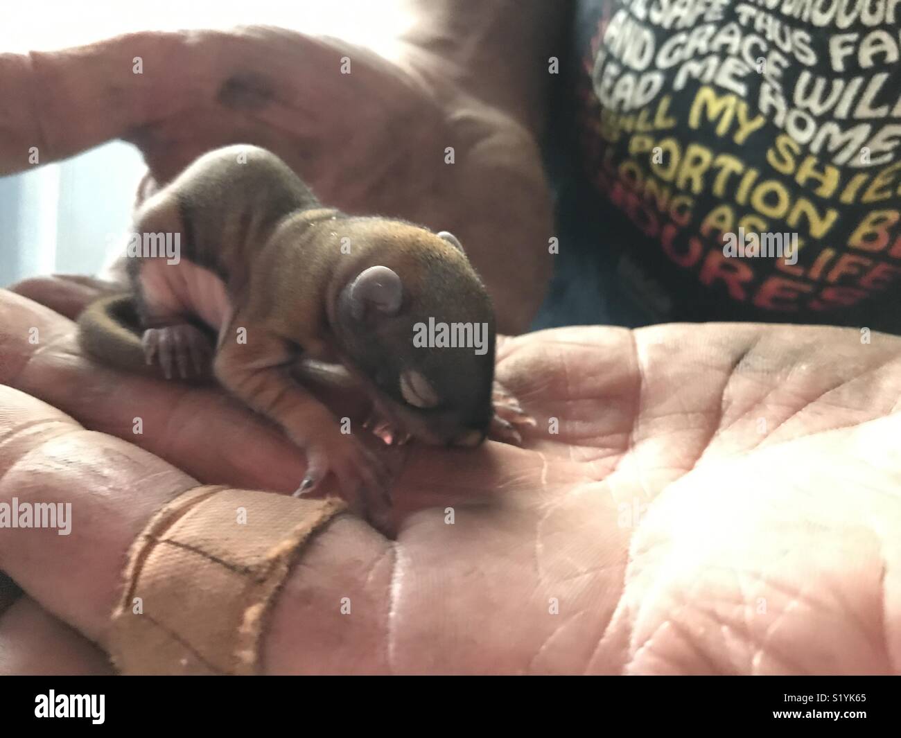 Squirrel Hands High Resolution Stock Photography and Images - Alamy