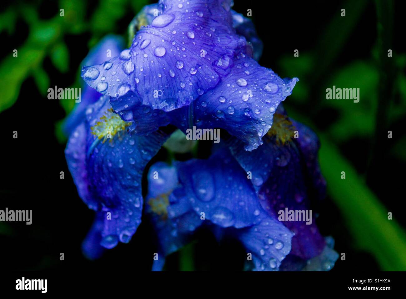 Flower night hi-res stock photography and images - Alamy
