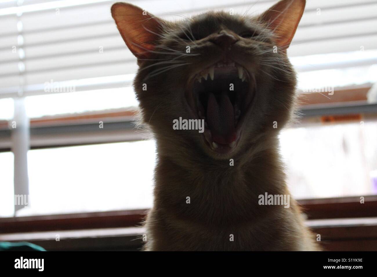 Yawning kitty hi-res stock photography and images - Alamy