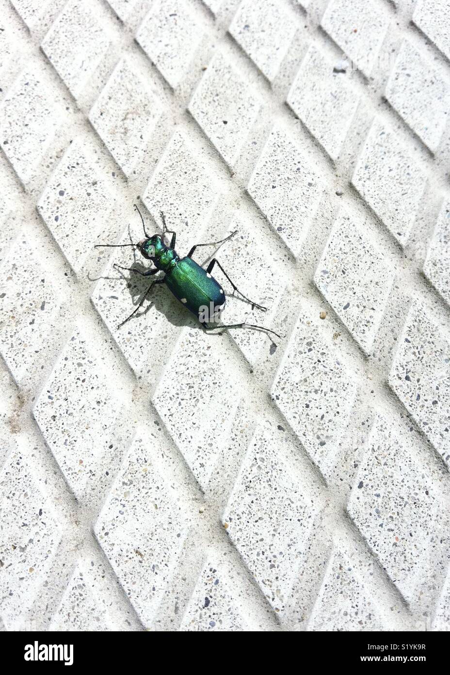 Glorious looking bug Stock Photo - Alamy