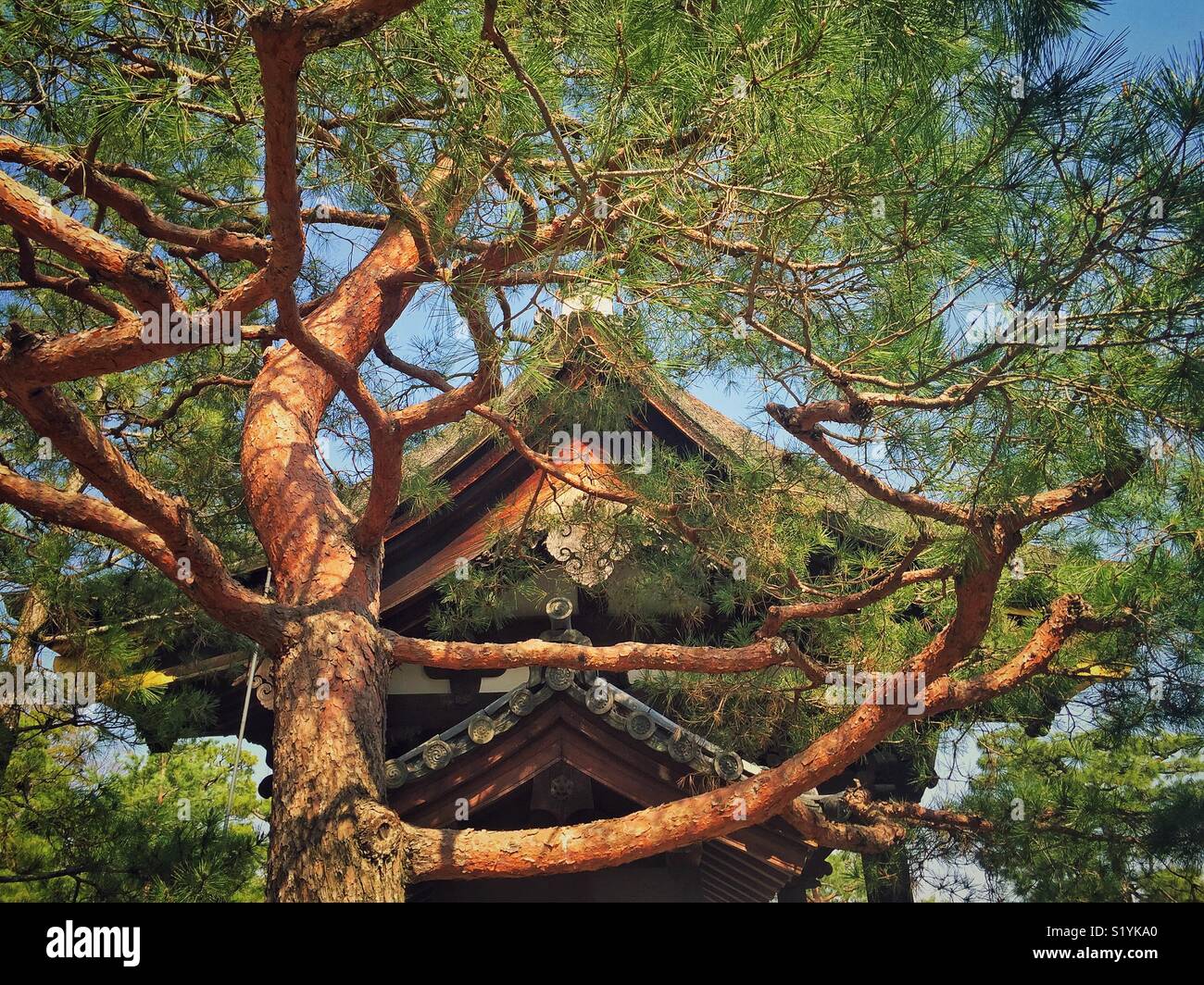Japanese red pine hi-res stock photography and images - Alamy