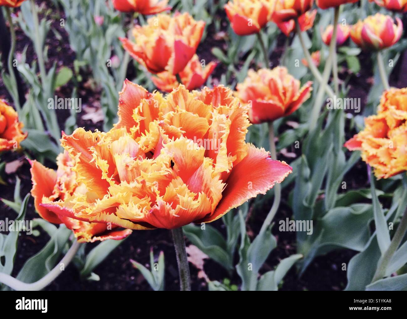 Tulip fest hi-res stock photography and images - Alamy