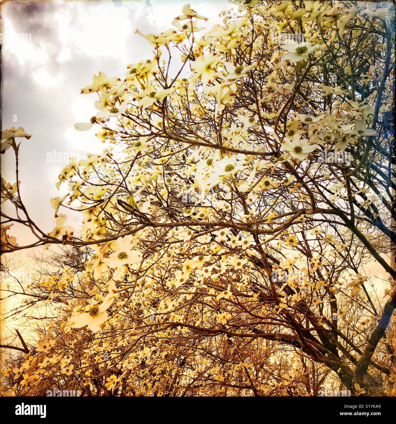 Budding tree hi-res stock photography and images - Alamy