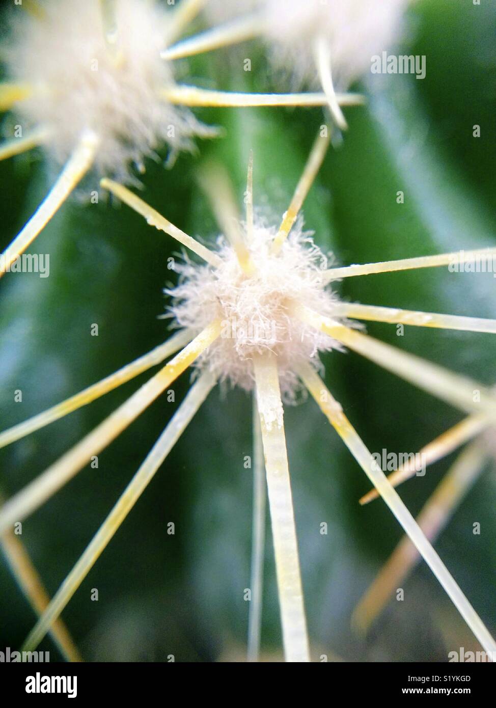 Spine succulents hi-res stock photography and images - Alamy