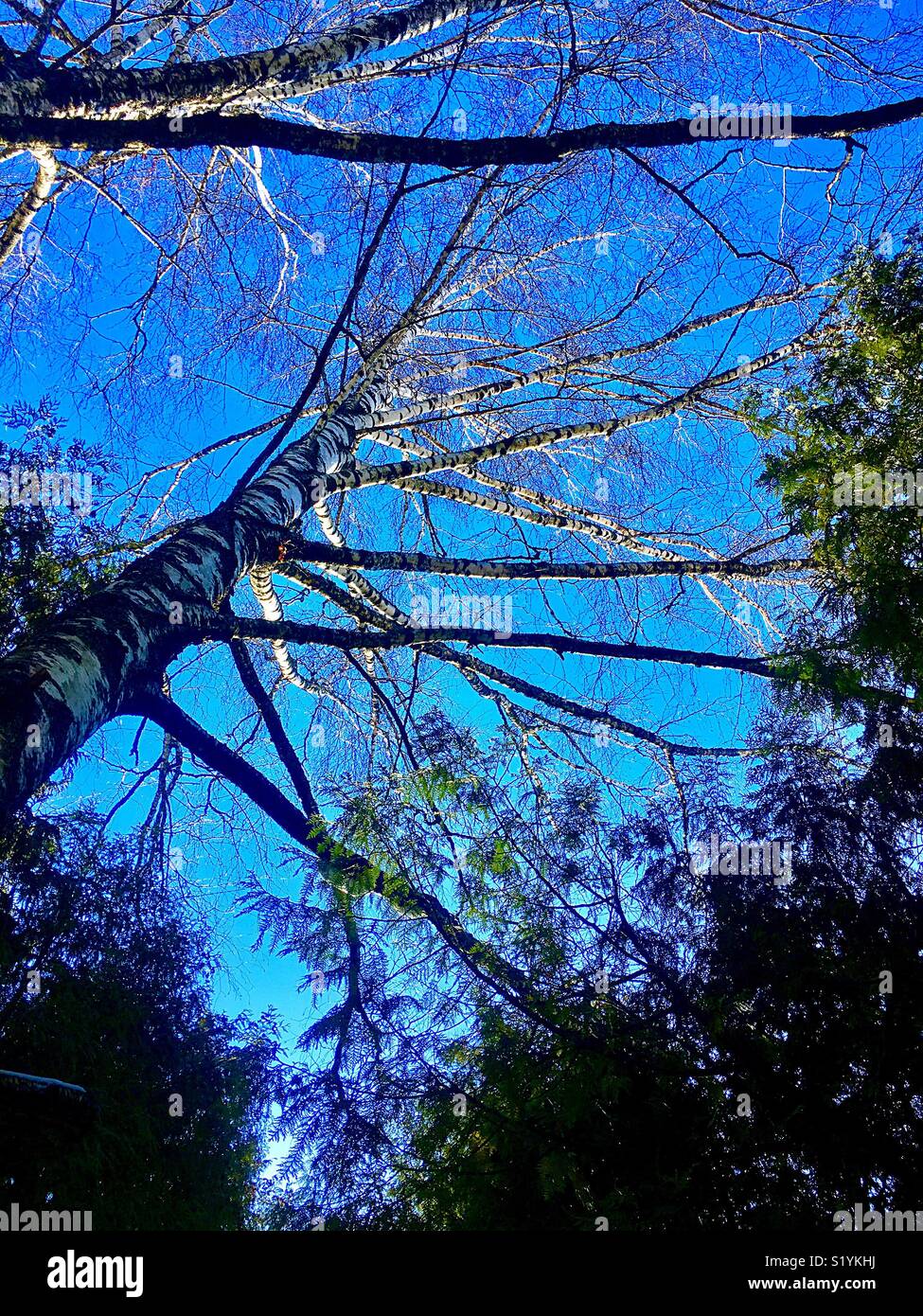 trees in the morning sun Stock Photo - Alamy