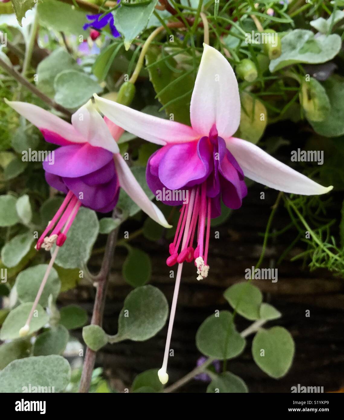 Garden fuchsias hi-res stock photography and images - Alamy