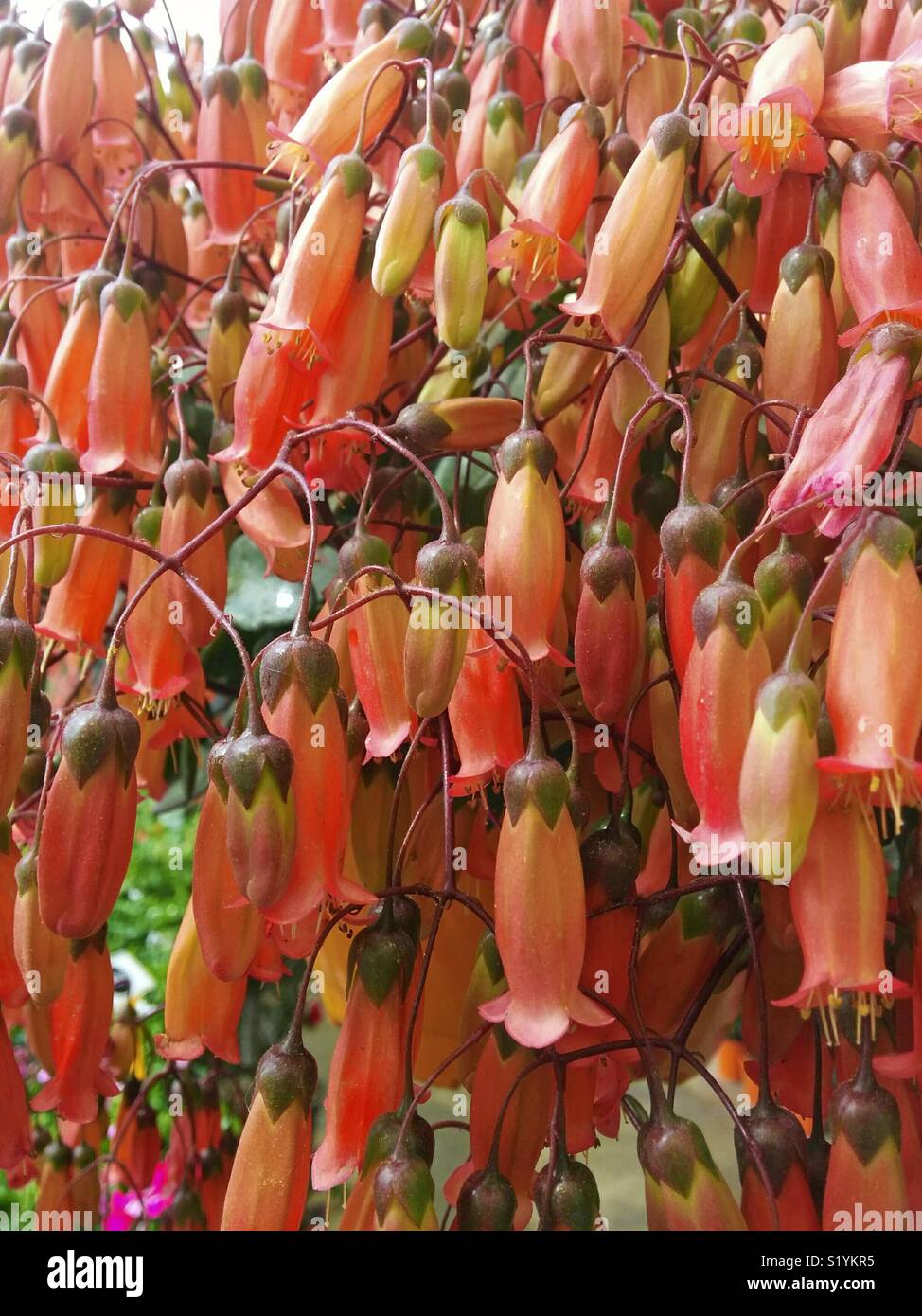 Bryophyllum hi-res stock photography and images - Alamy