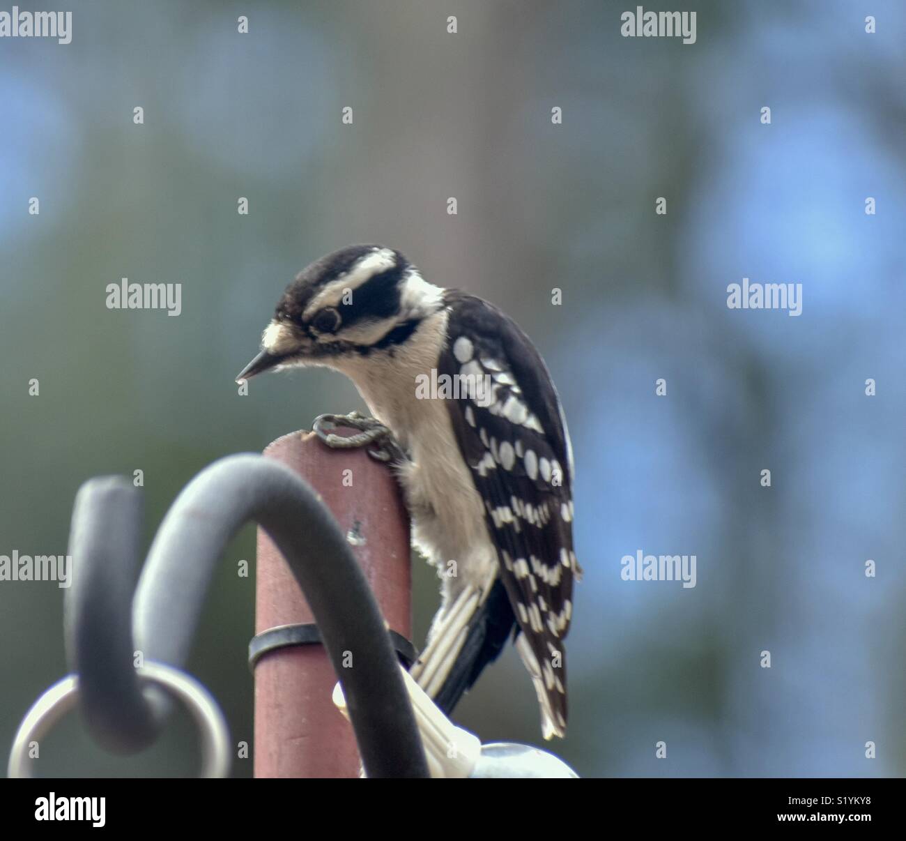 Female downy woodpecker hi-res stock photography and images - Alamy
