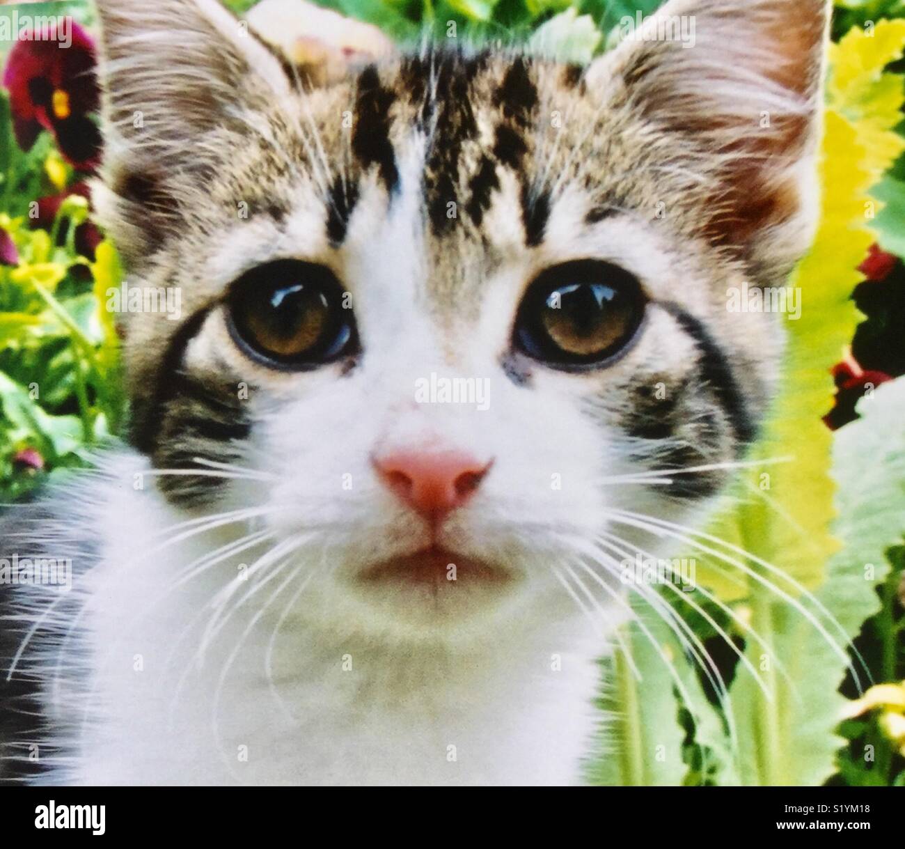 Tabby baby hi-res stock photography and images - Alamy