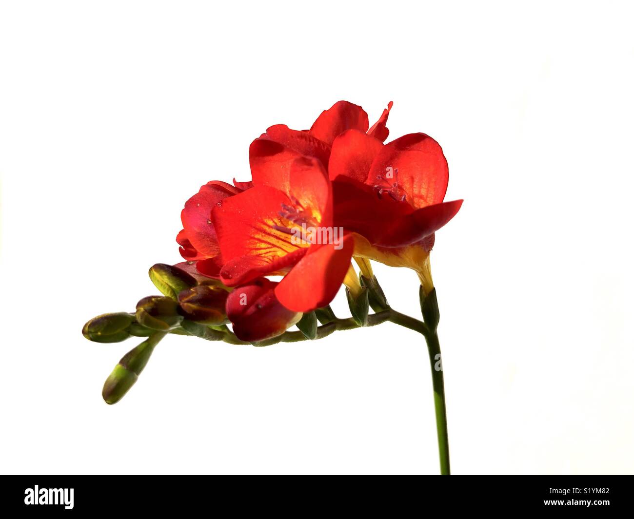 Red freesia hi-res stock photography and images - Alamy